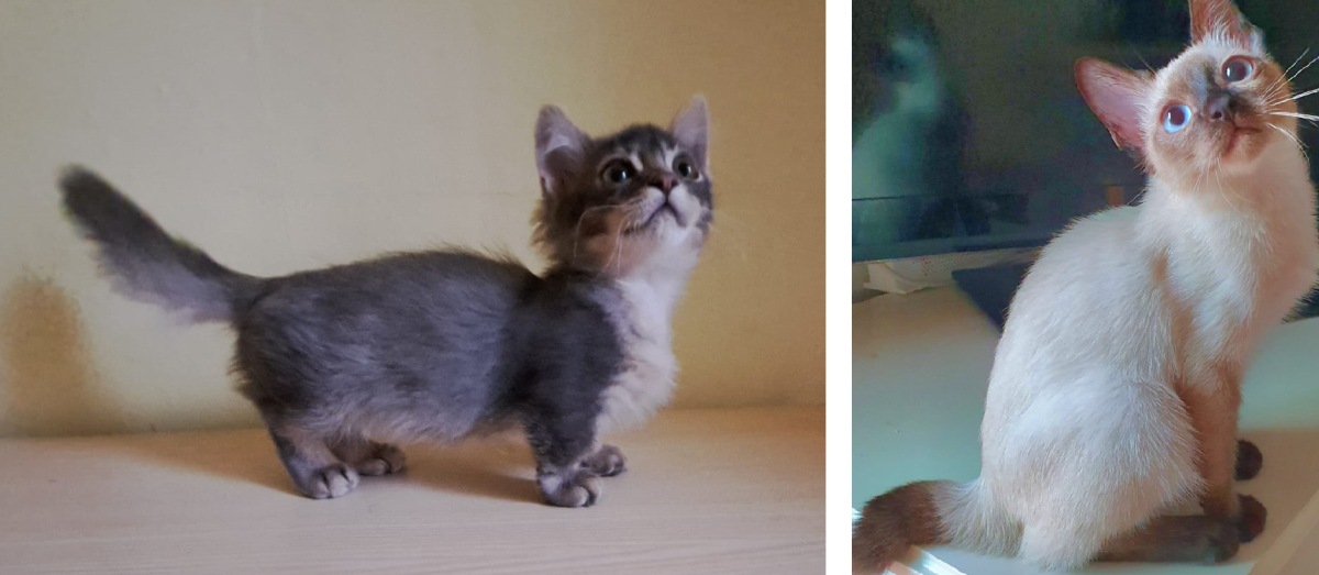 Al PETSFESTIVAL 2023 i gatti più belli del mondo - TravelEat